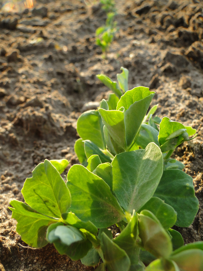 Die Erbsen klettern gern! » bauerngarten
