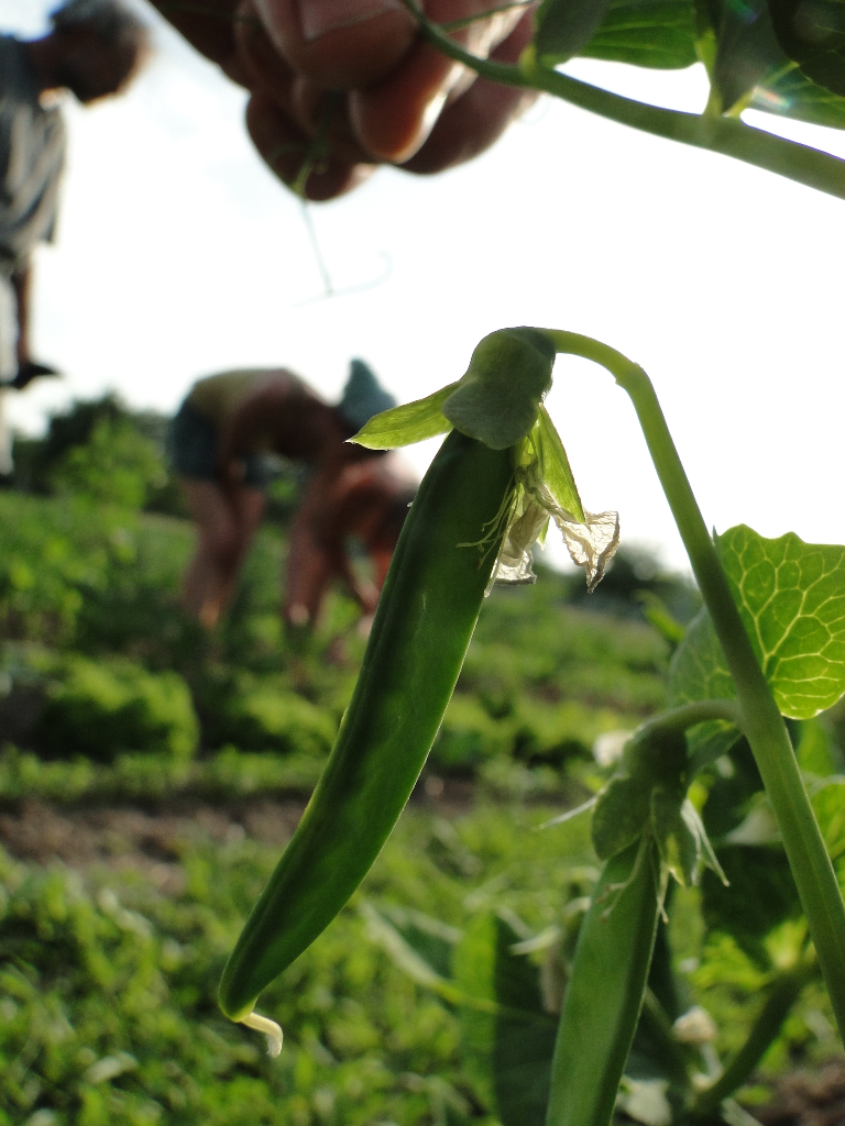 Hmmm…lecker! Die Zuckererbsen sind reif! » bauerngarten