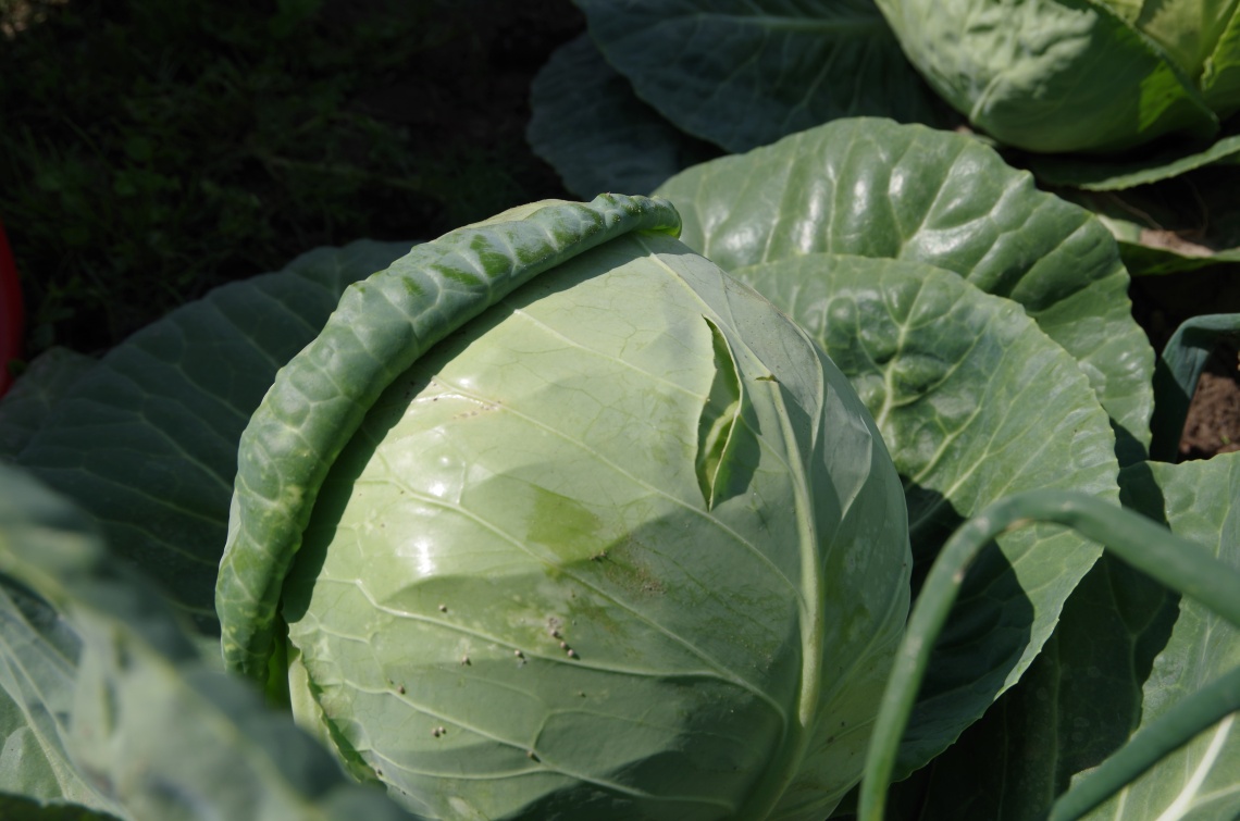 Der Kohl » bauerngarten