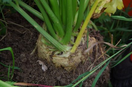 Sellerie ernten » bauerngarten