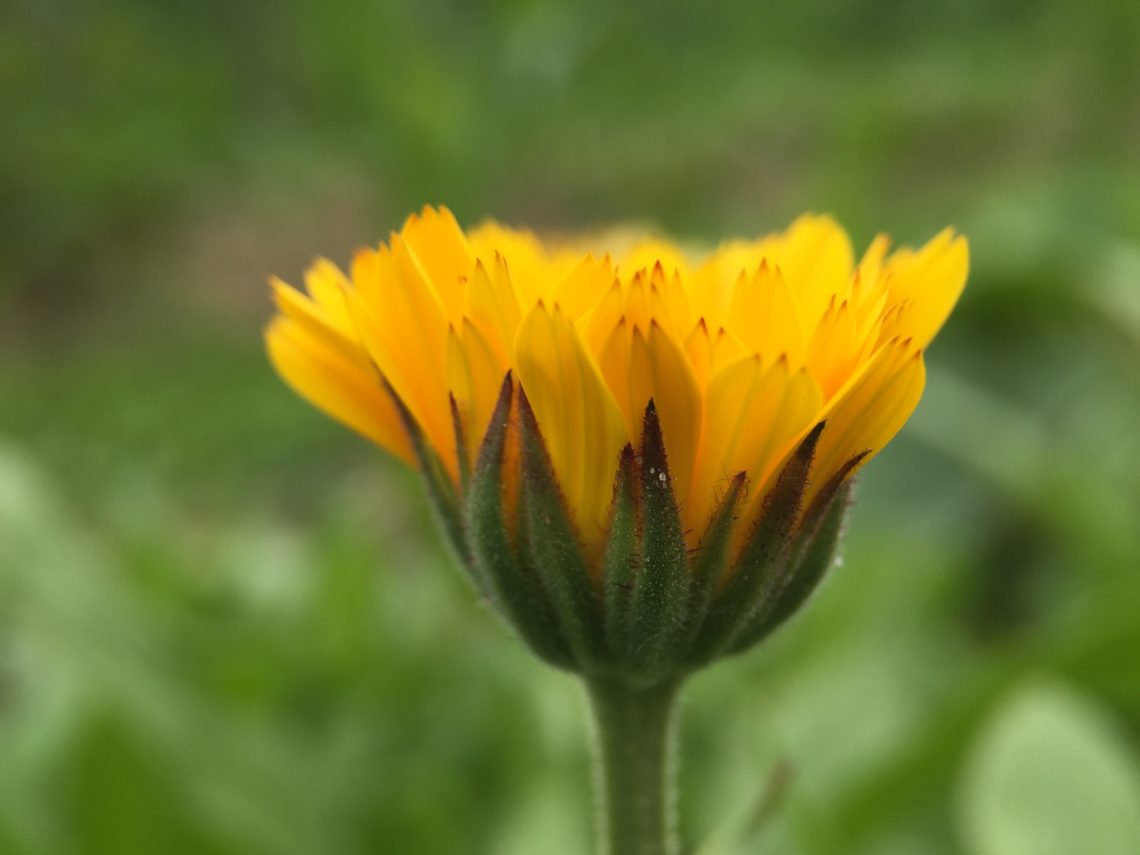 Parzelle behalten ohne Gewähr » bauerngarten